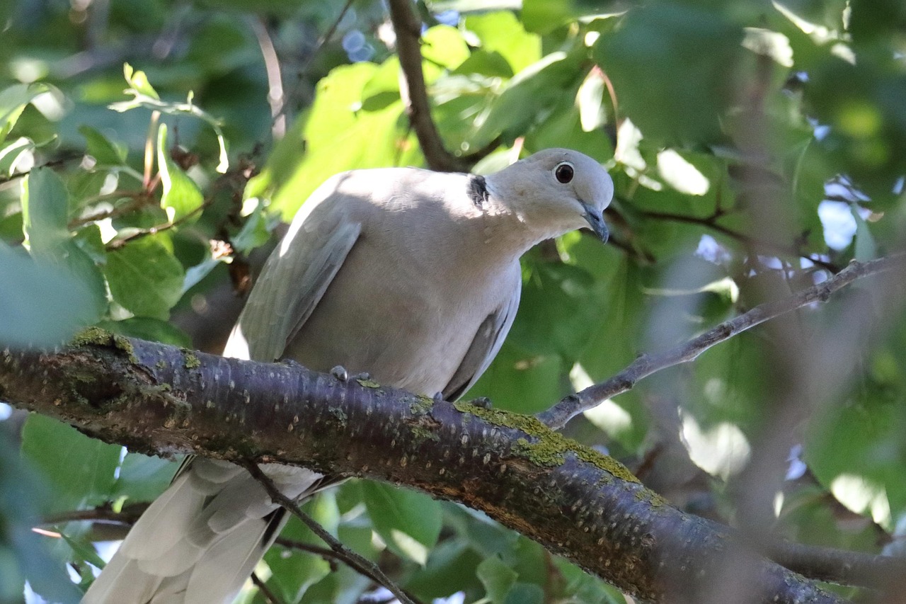 Global 'extinction crisis’ could see 500 bird species vanish within a ...